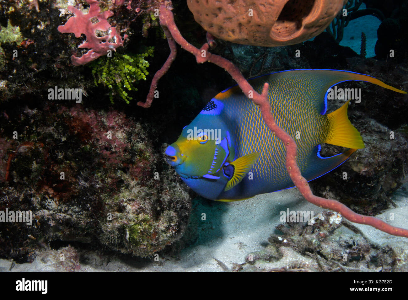 Queen national marine park hi-res stock photography and images - Alamy
