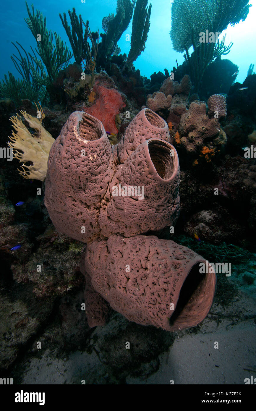 Bahama sponges hi-res stock photography and images - Alamy
