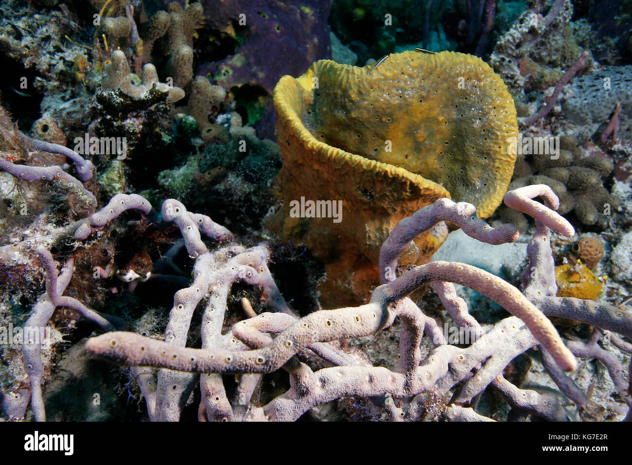 Sponges, Bahama Islands Stock Photo - Alamy