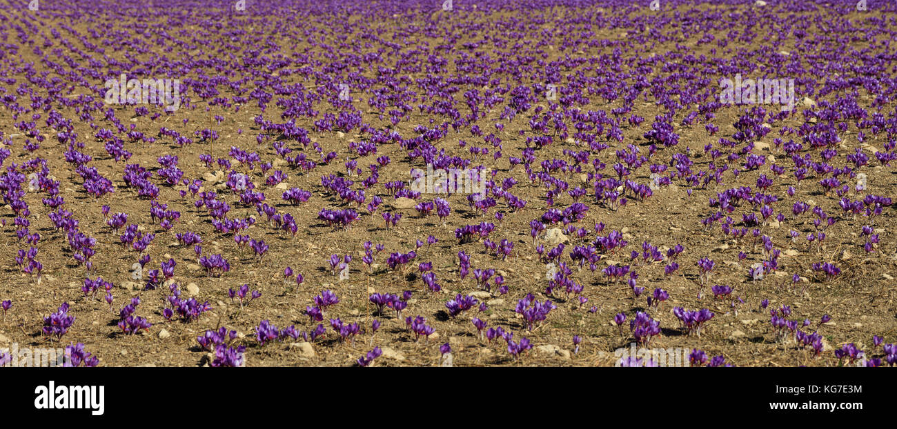 Saffron field hi-res stock photography and images - Alamy
