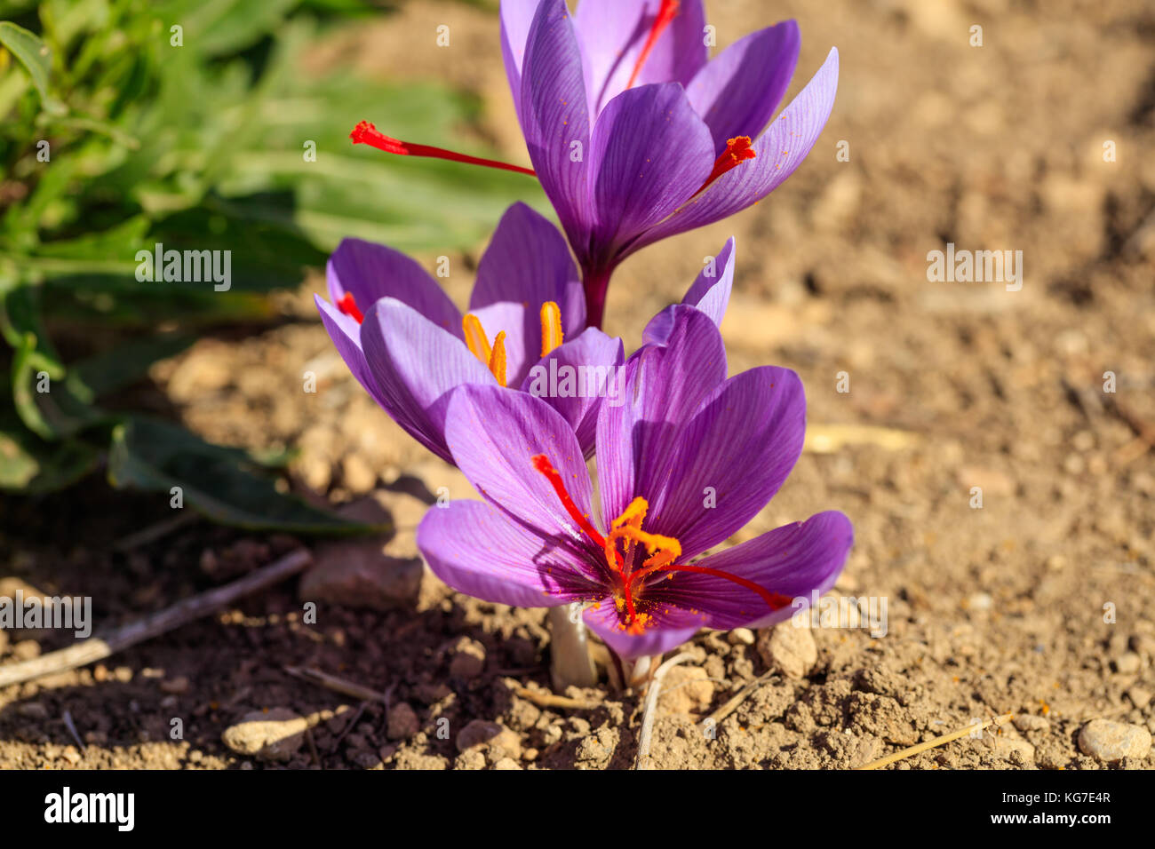 Close up of Crocus flowers in a field at harvest time Stock Photo - Alamy