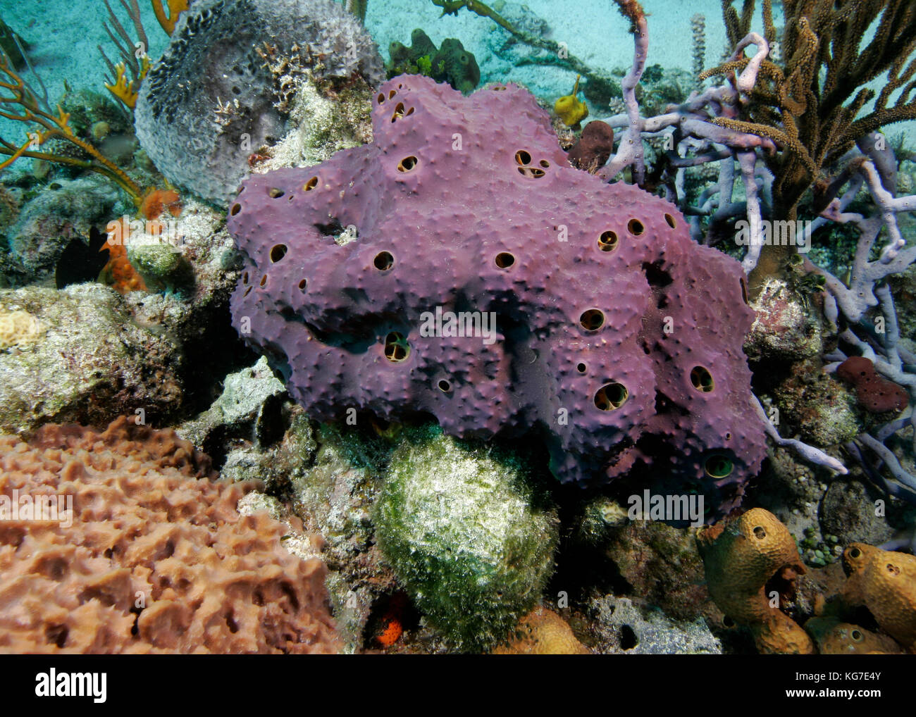 Bahama sponges hi-res stock photography and images - Alamy