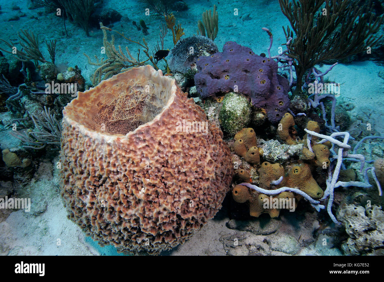 Andros bahamas sponge hi-res stock photography and images - Alamy