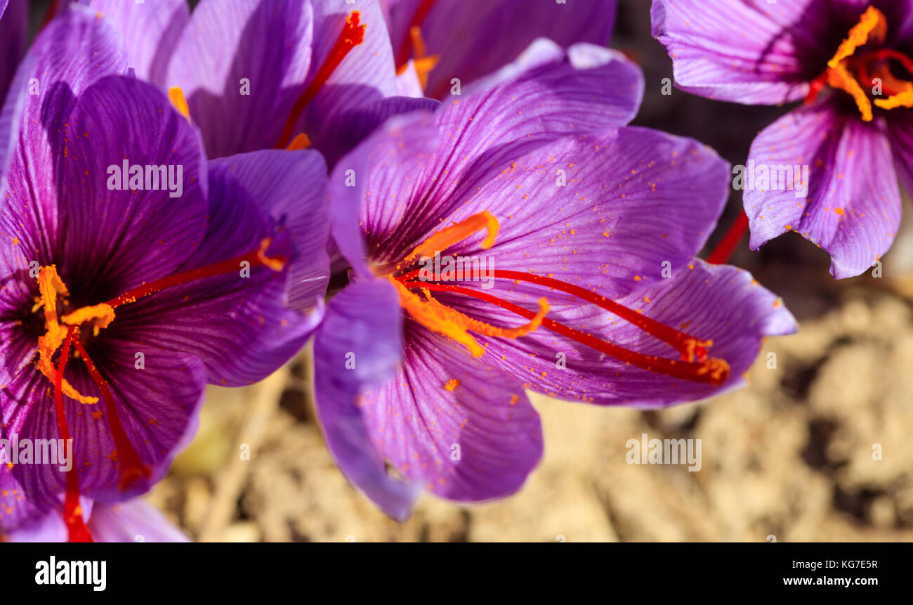 Close up of a bee on a crocus flower, top view Stock Photo - Alamy