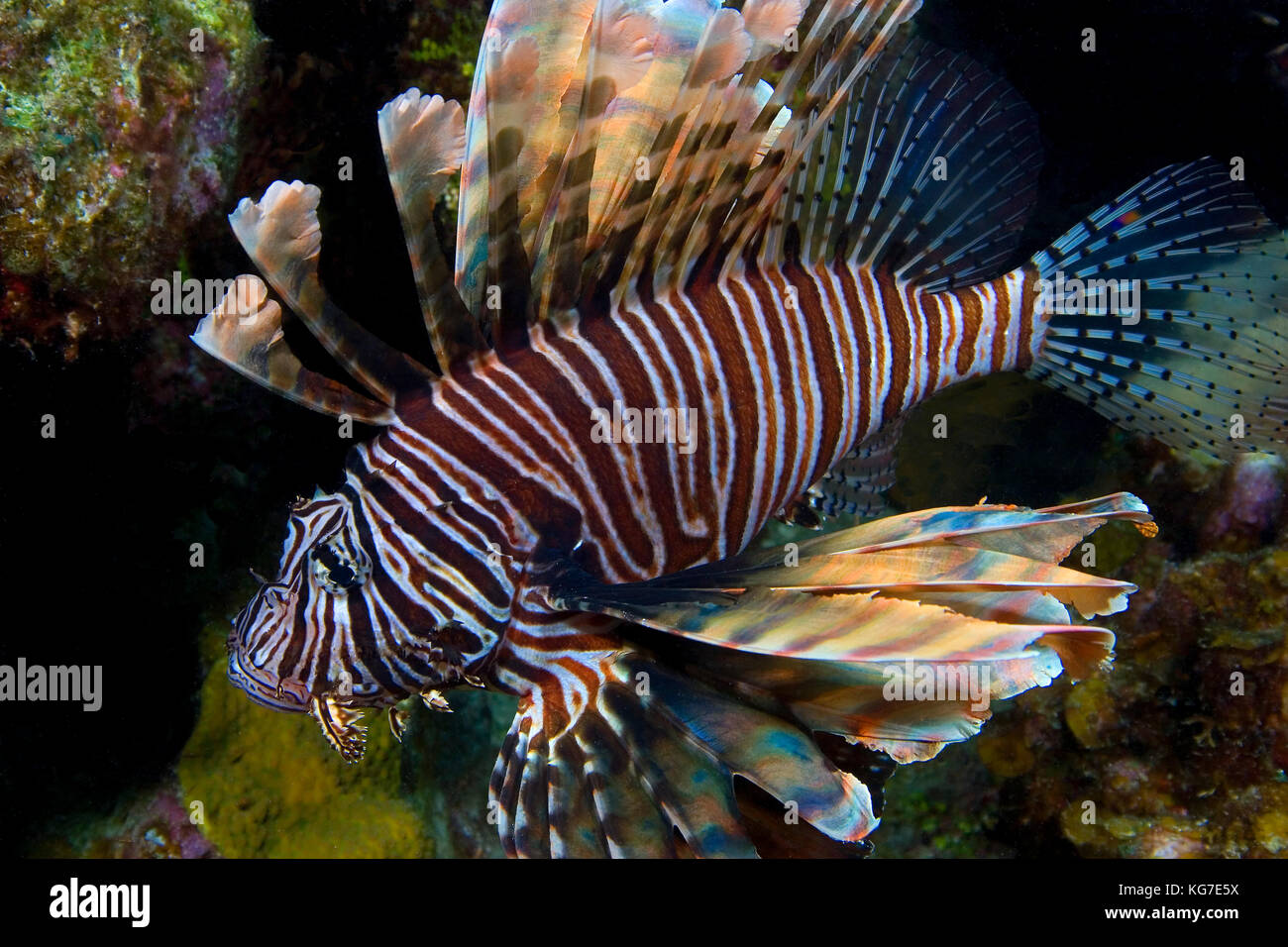 Lionfish, invasive species in the Bahamas Stock Photo - Alamy