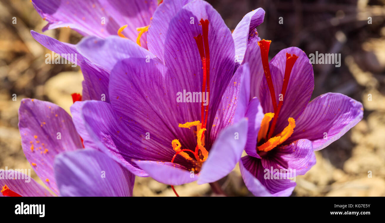 Close up of a bee on a crocus flower, top view Stock Photo - Alamy