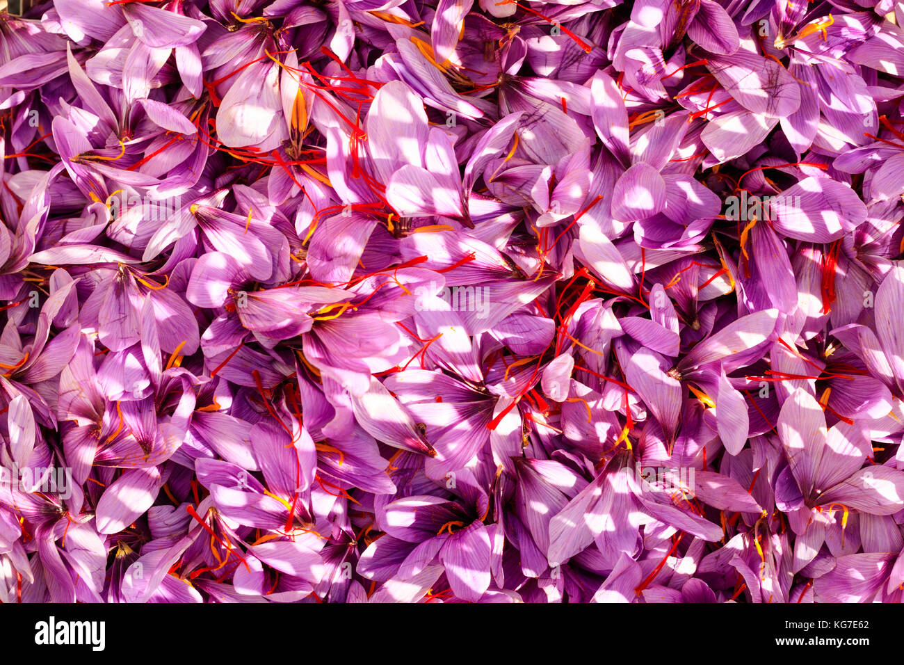 Close up of crocus flowers background at harvest time Stock Photo - Alamy