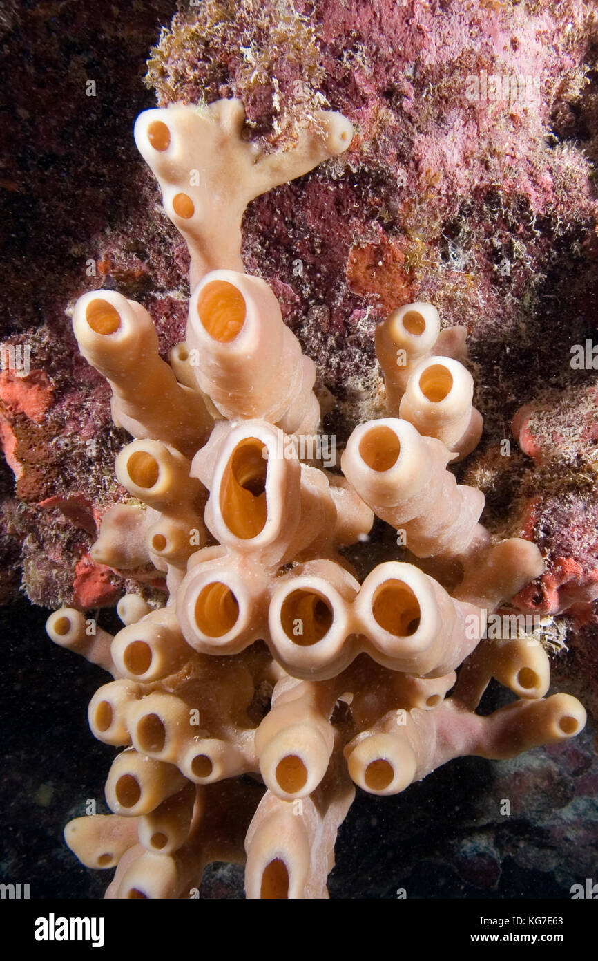 Bahama sponges hi-res stock photography and images - Alamy