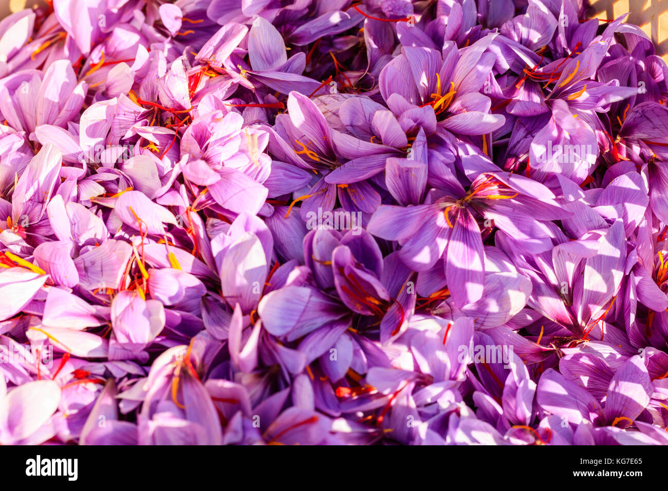 Close up of crocus flowers background at harvest time Stock Photo - Alamy