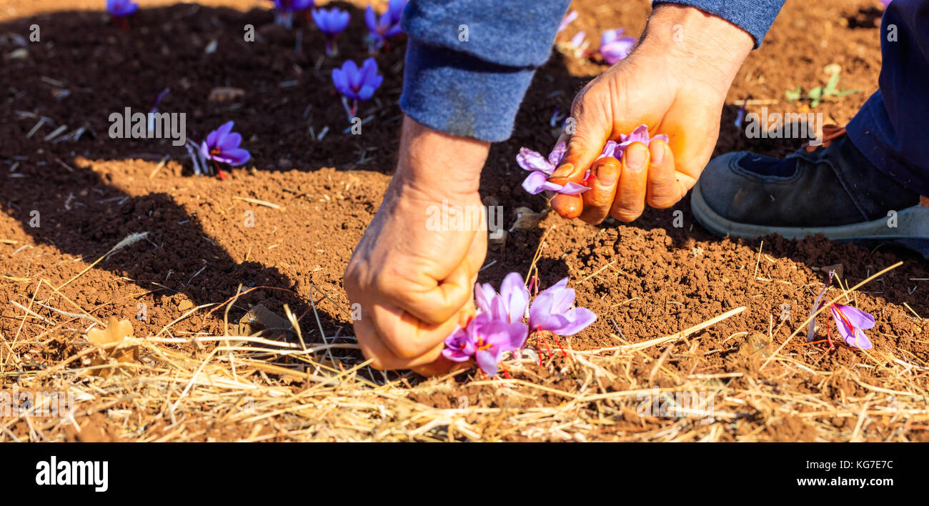 Saffron field hi-res stock photography and images - Alamy