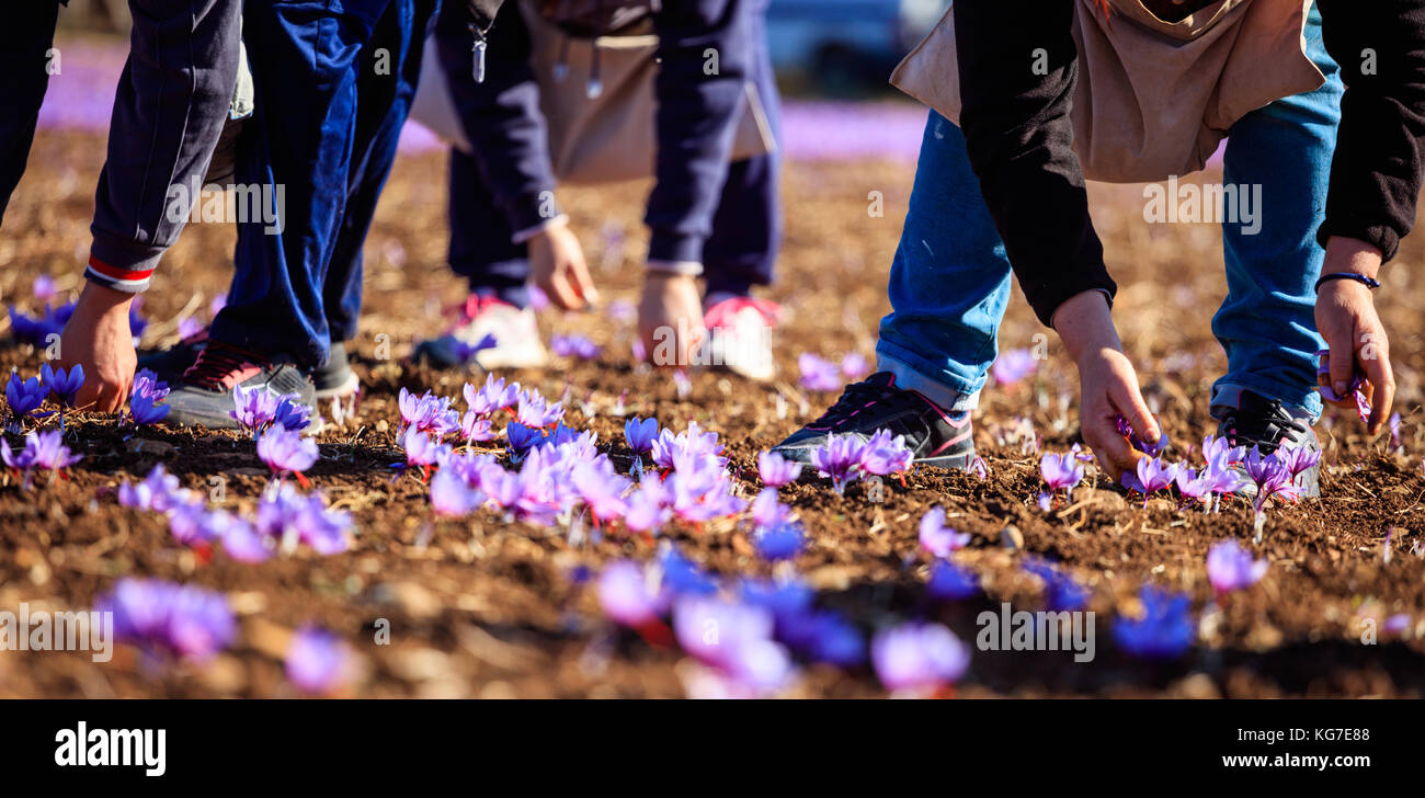Saffron field hi-res stock photography and images - Alamy