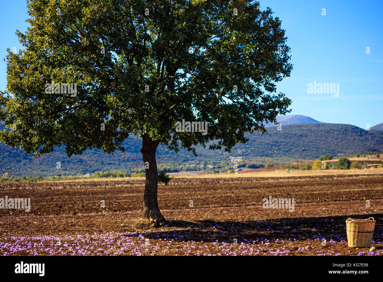 Crocus field at harvest time with an oak tree and a wicker basket Stock ...