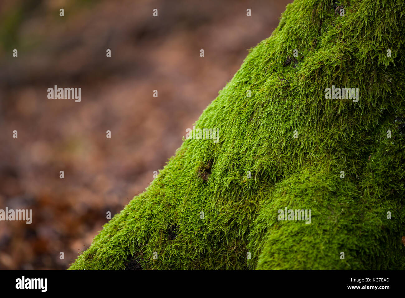 Baumwurzel hi-res stock photography and images - Alamy
