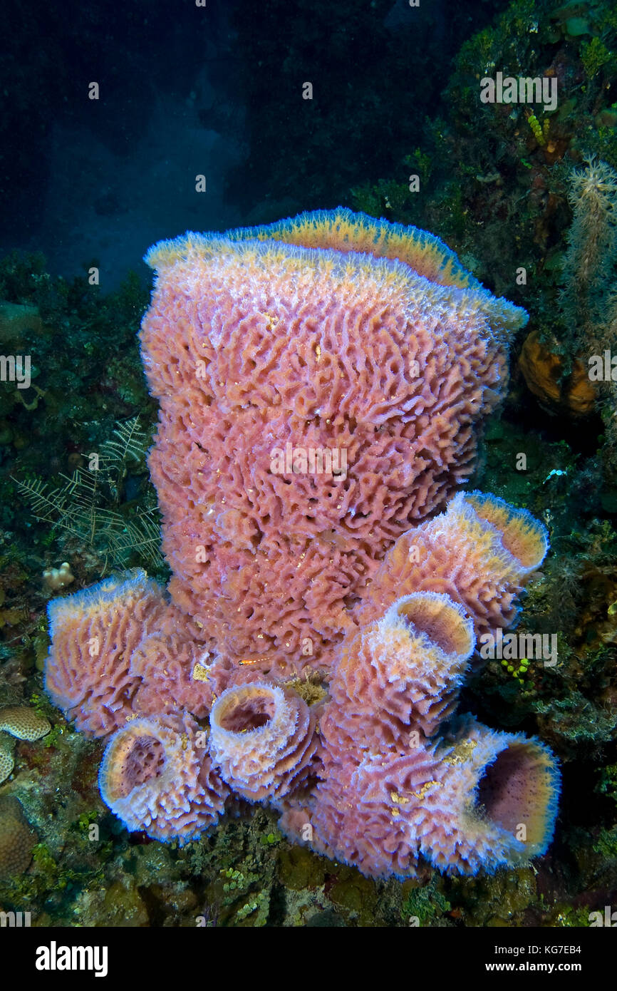 Bahama sponges hi-res stock photography and images - Alamy