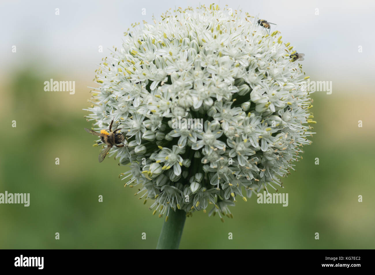 extreme close up of garlic flower in white color with few insects ...