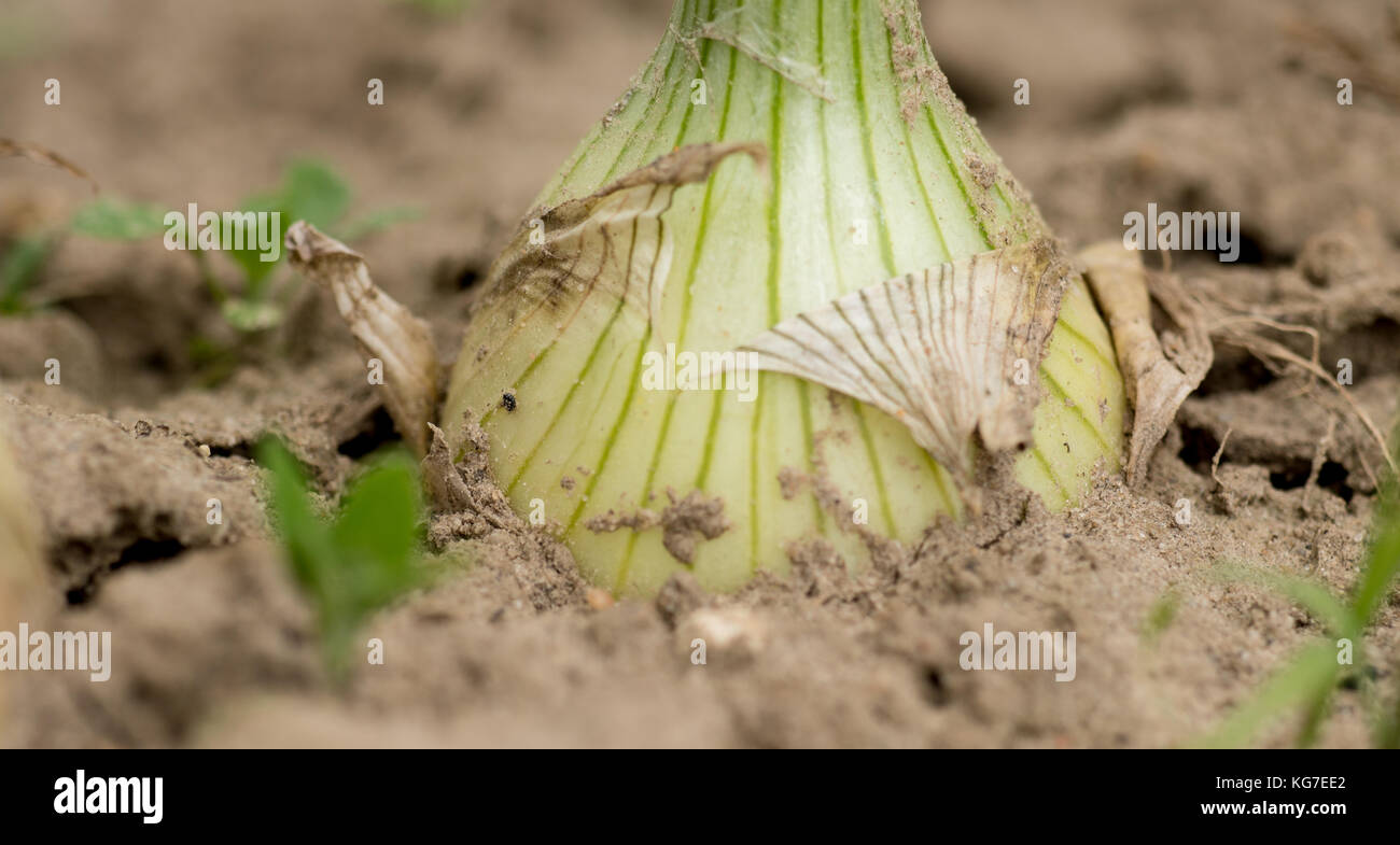 detail of small onion growing in the field Stock Photo - Alamy