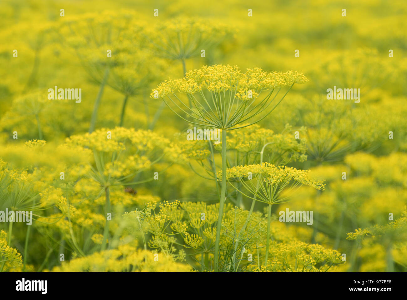 field full of yellow fennel during summer time Stock Photo - Alamy