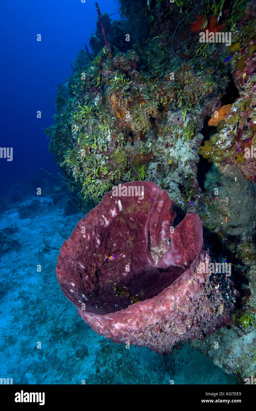 Barrel Sponge, Exumas, Bahama Islands Stock Photo - Alamy