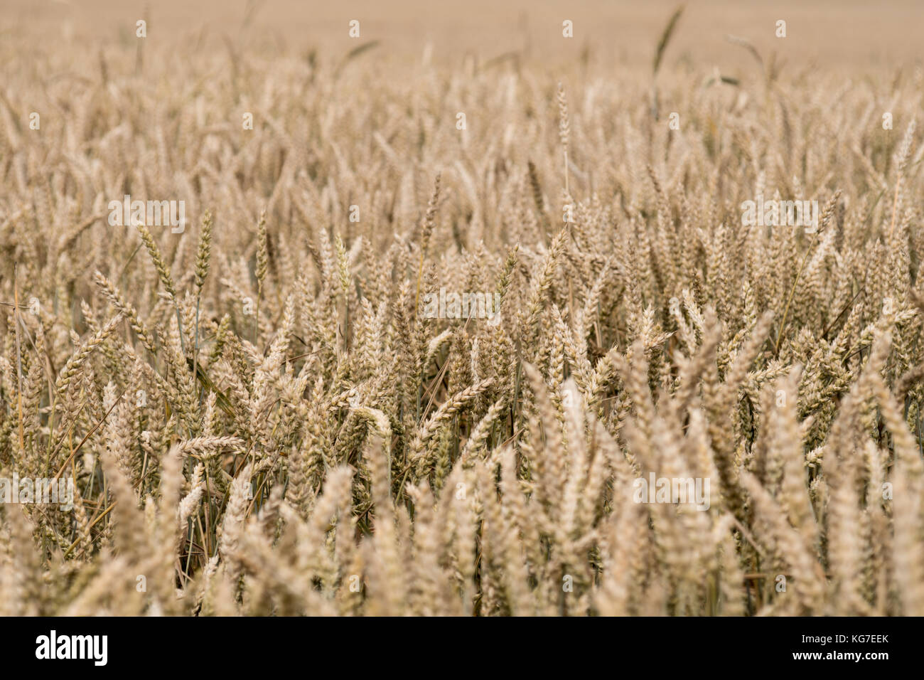 close up of field full of yellow wheat Stock Photo - Alamy