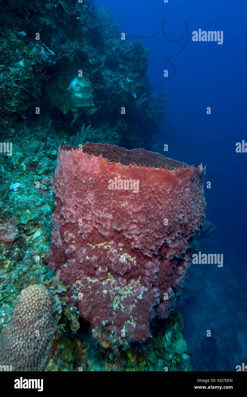 Bahama islands sponge hi-res stock photography and images - Alamy