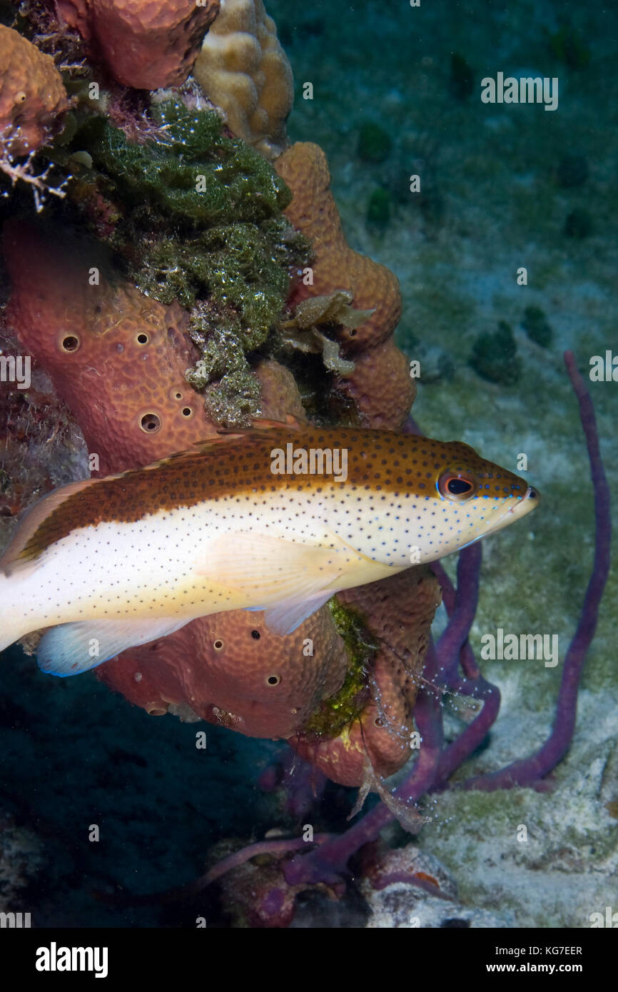 Coney, Epinephelus fulvus, brown color phase Stock Photo - Alamy
