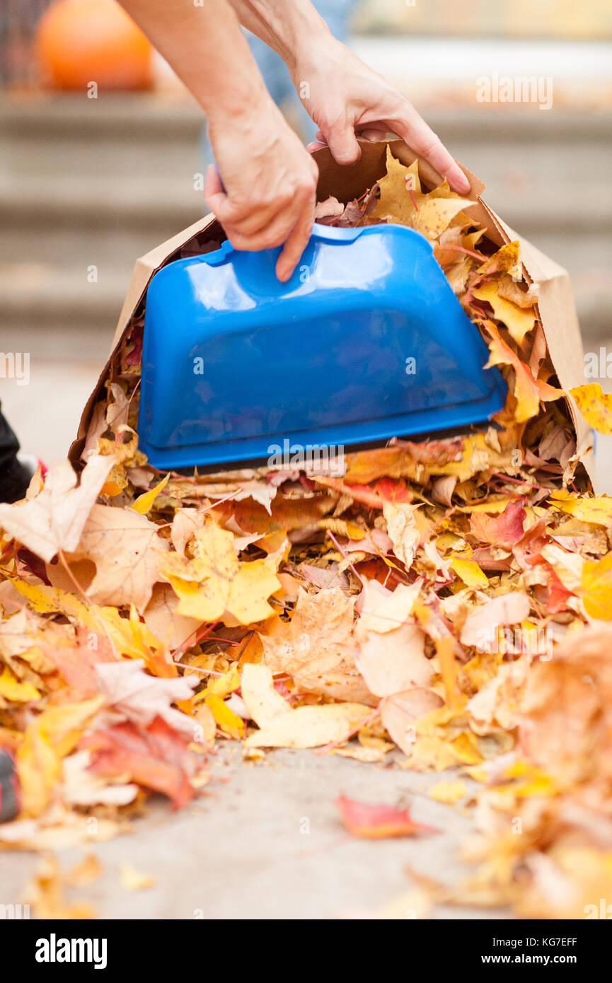 Person clearing autumn leaves from front yard Stock Photo - Alamy
