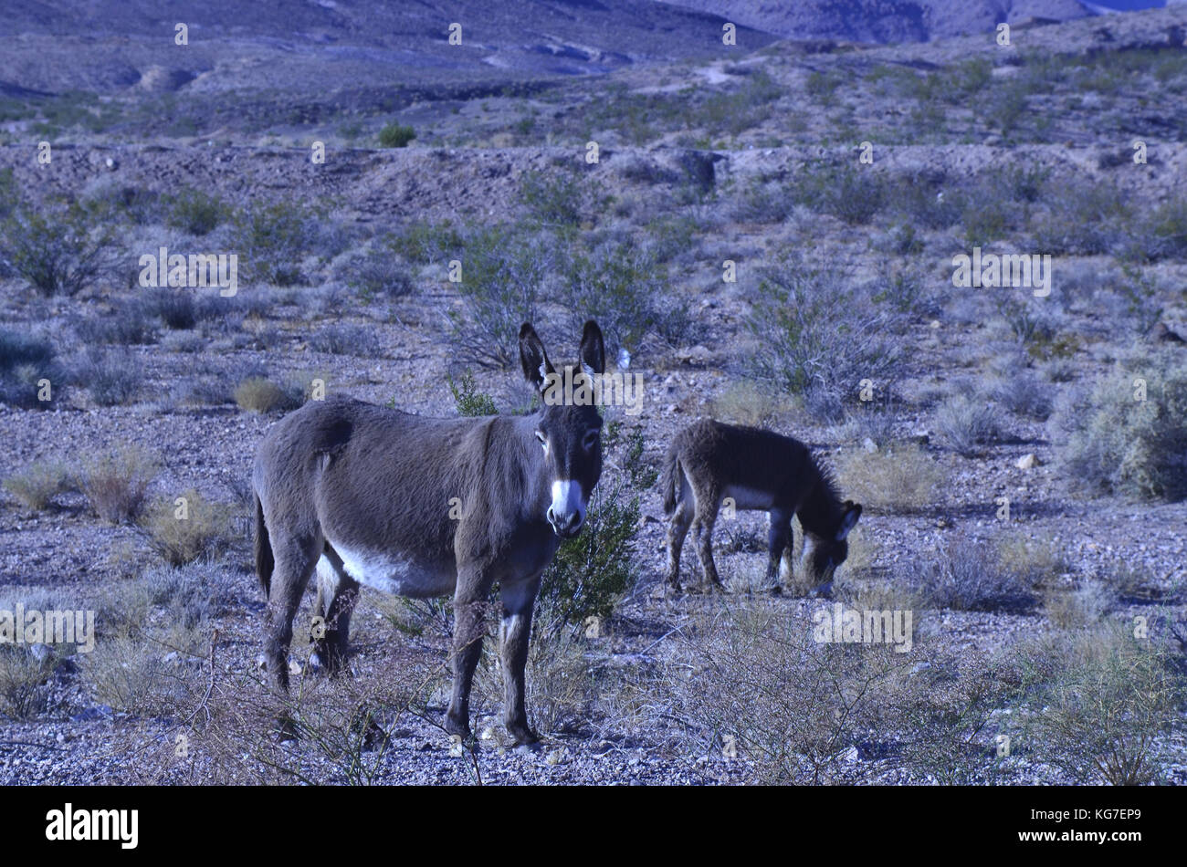 Wild burros in Mojave desert Stock Photo - Alamy