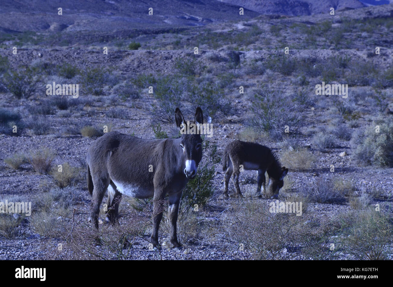 Wild burros in Mojave desert Stock Photo - Alamy