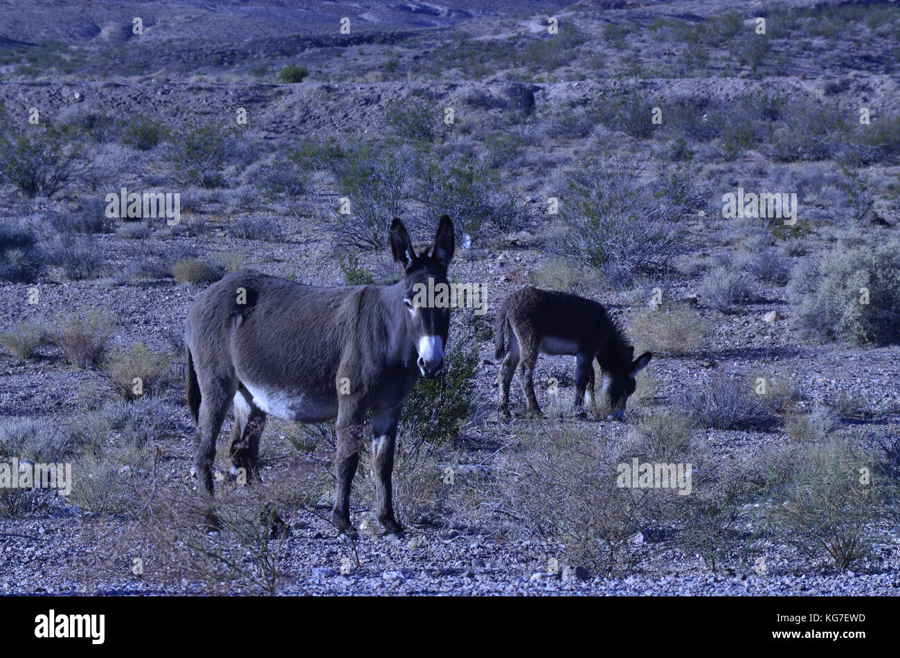 Wild burros in Mojave desert Stock Photo - Alamy