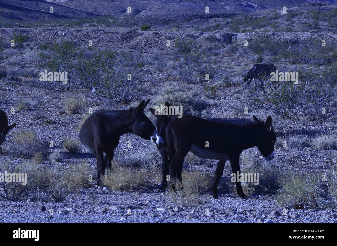 Baby burro hi-res stock photography and images - Alamy
