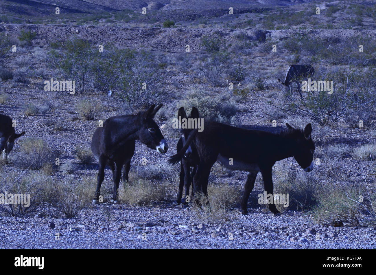 Wild burros in Mojave desert Stock Photo - Alamy