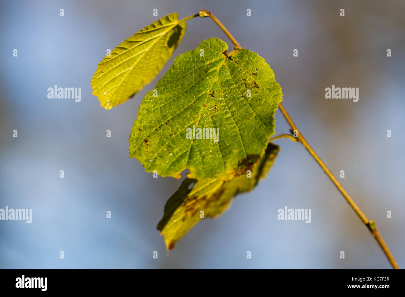 Zweig mit Blättern Stock Photo - Alamy