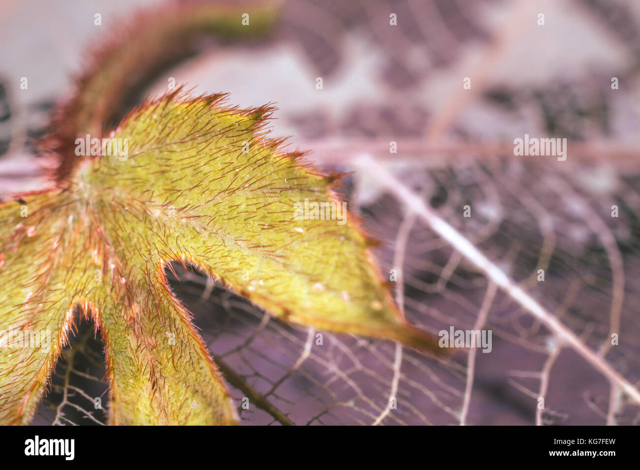 green fallen leaf on decay dry leaf that show the structure of the leaf ...
