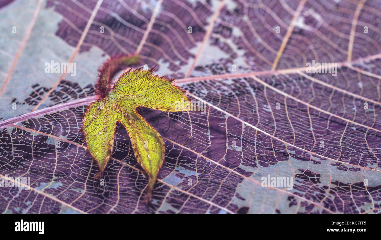 green fallen leaf on decay dry leaf that show the structure of the leaf ...