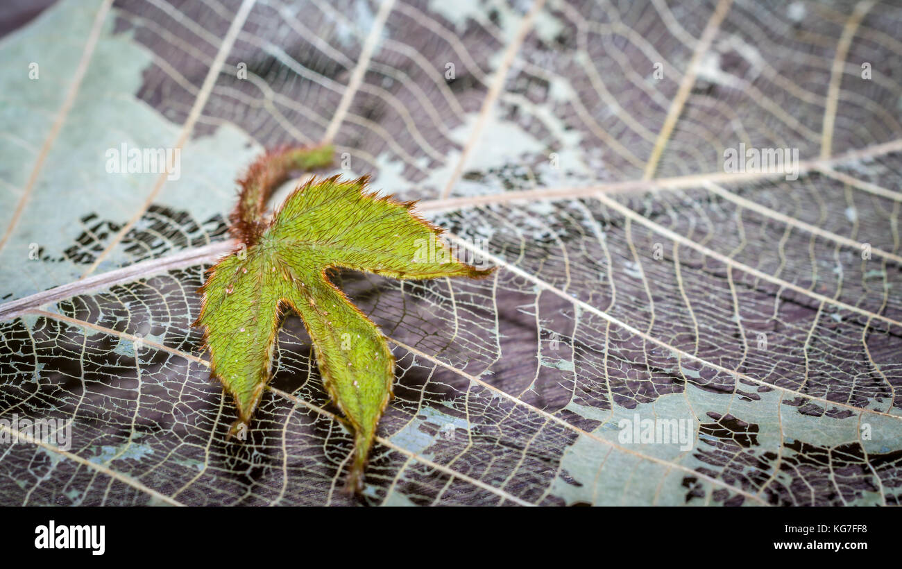 green fallen leaf on decay dry leaf that show the structure of the leaf ...