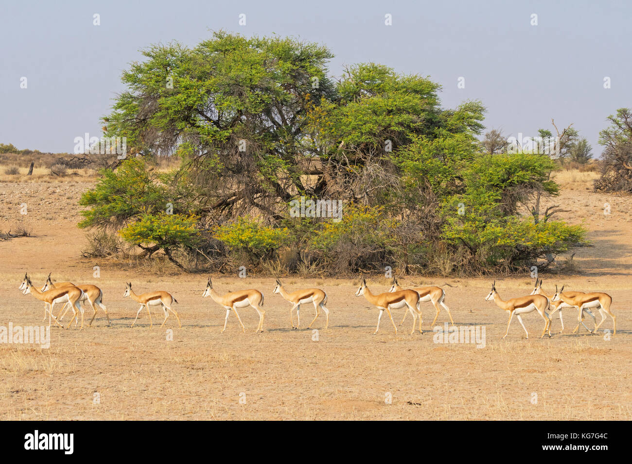 A herd of female springbok in the Auob River valley in the Kgalagadi ...