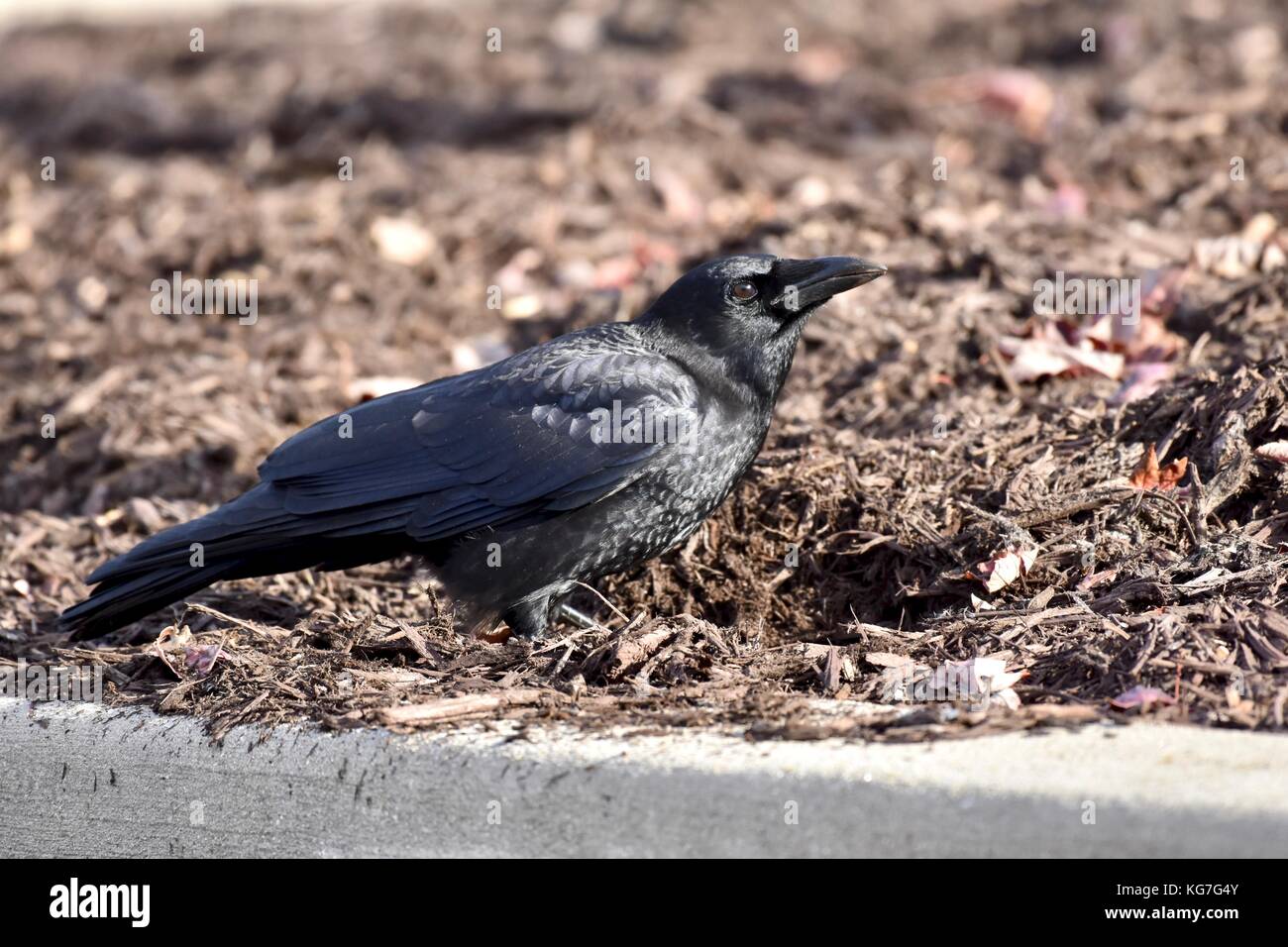 Black bird crow hi-res stock photography and images - Alamy