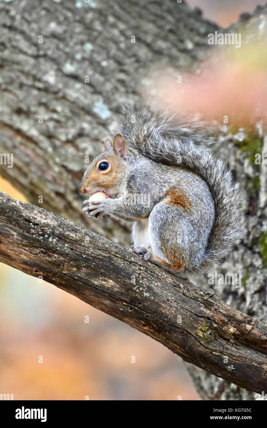 American nut tree hi-res stock photography and images - Alamy