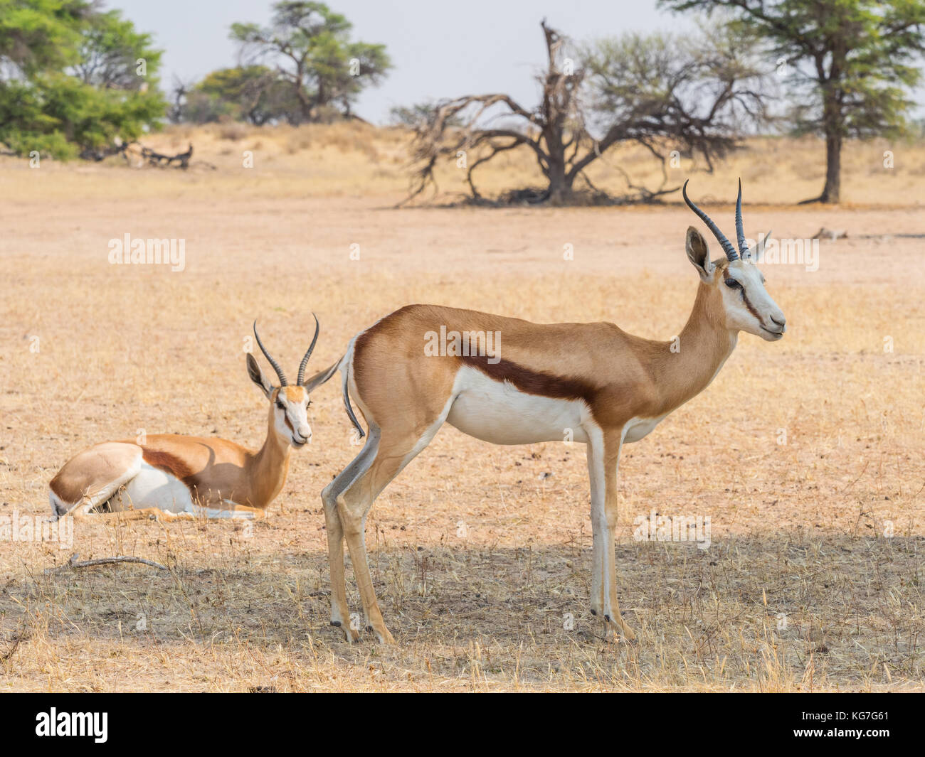 Two female springbok in the Auob River valley in the Kgalagadi ...