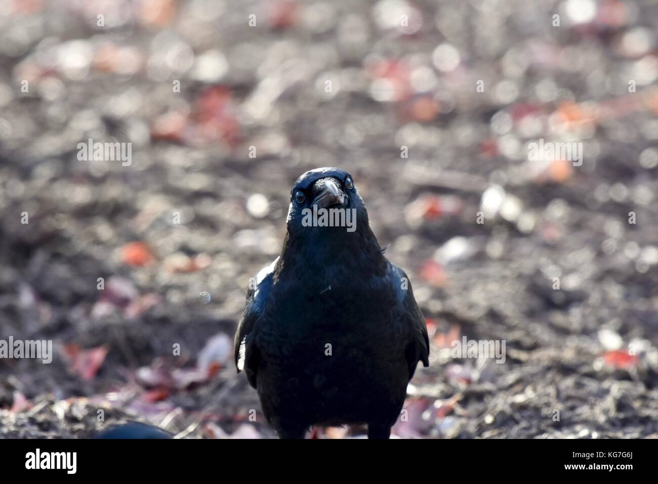 North american crow hi-res stock photography and images - Alamy
