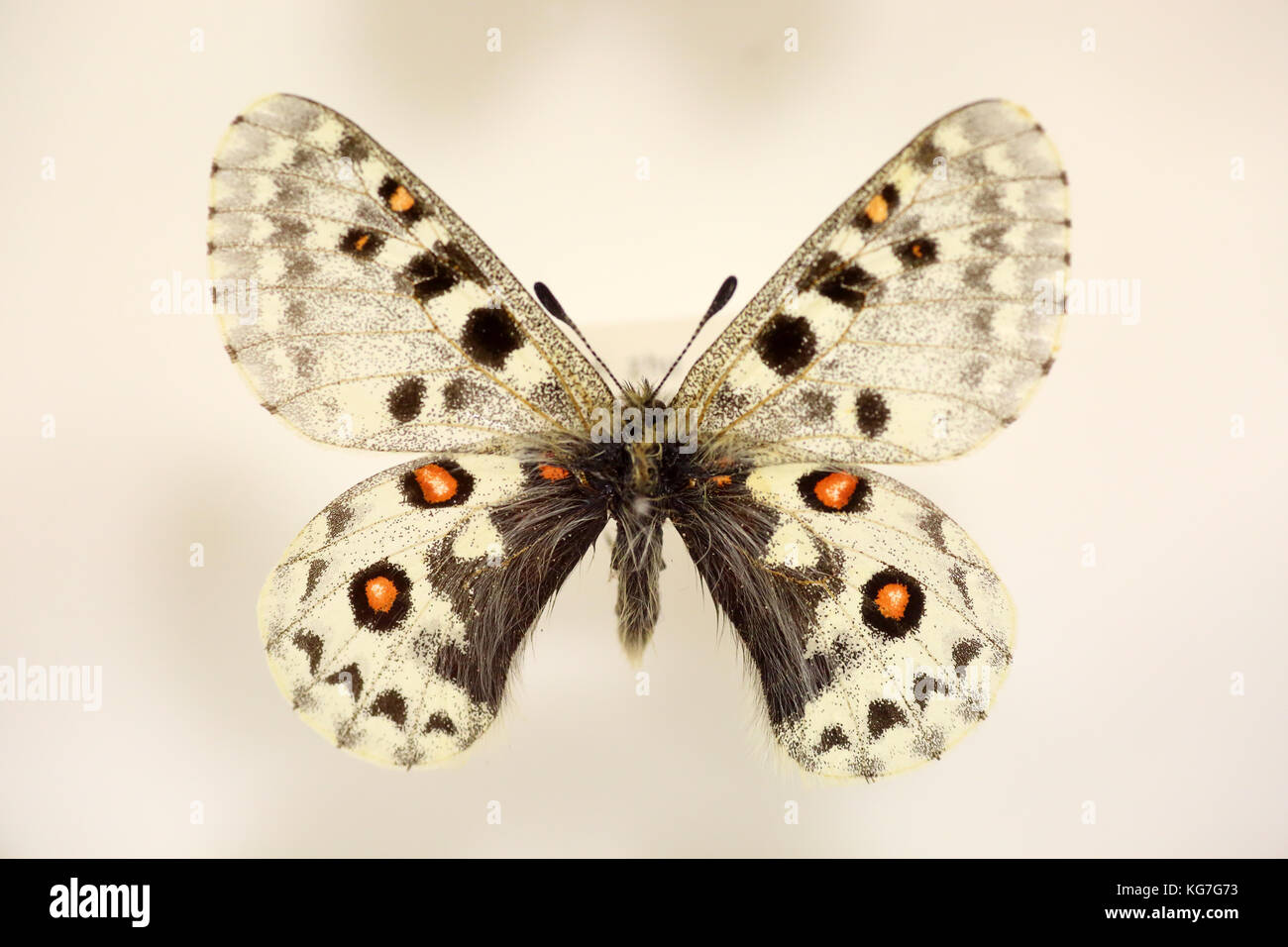 Parnassius delphius hi-res stock photography and images - Alamy