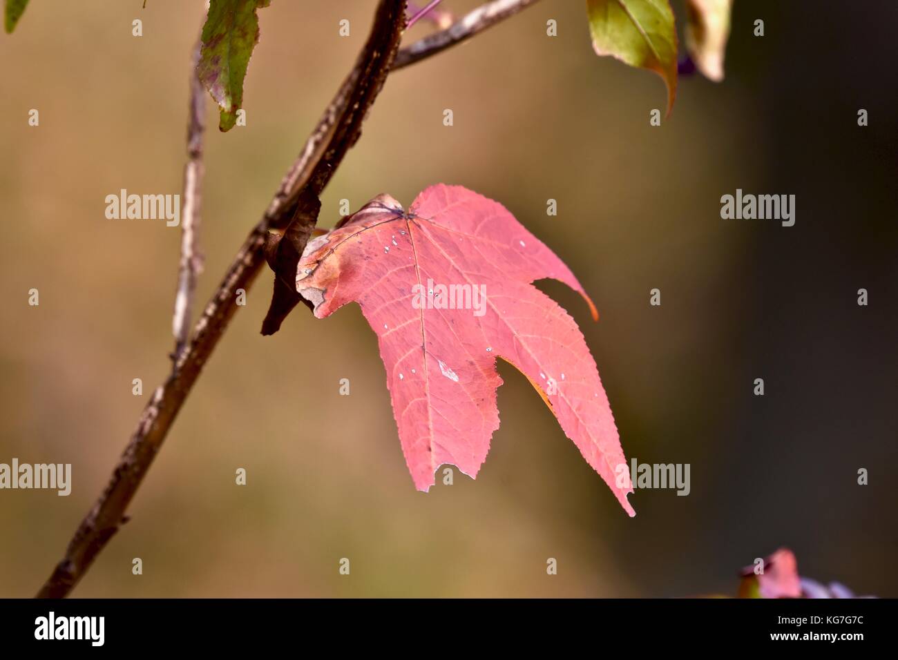 Beautiful Autumn leaves full of color Stock Photo - Alamy