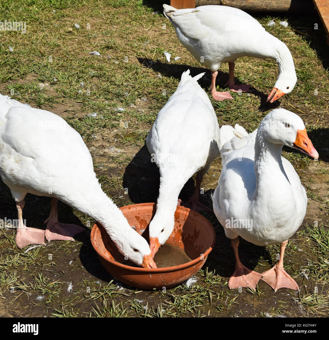 Geese on the yard Stock Photo - Alamy