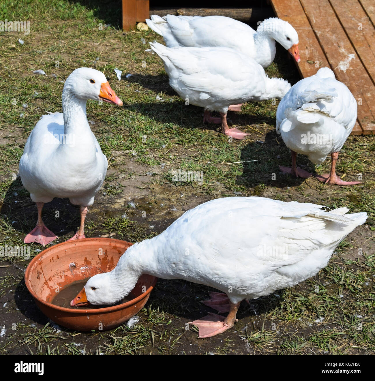 Geese on the yard Stock Photo - Alamy
