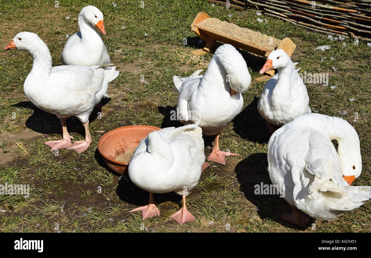 Geese on the yard Stock Photo - Alamy
