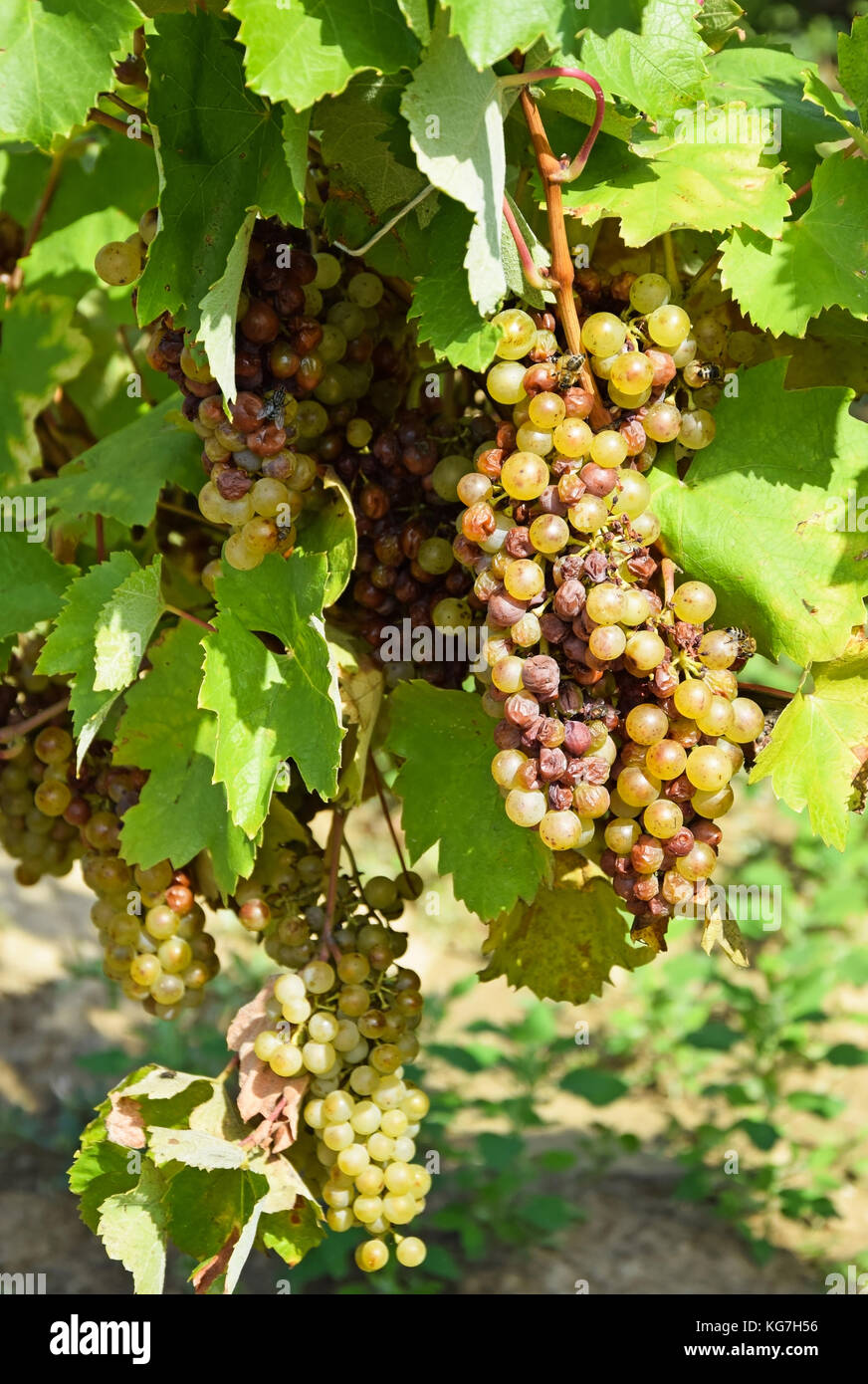 White grapes in autumn Stock Photo - Alamy