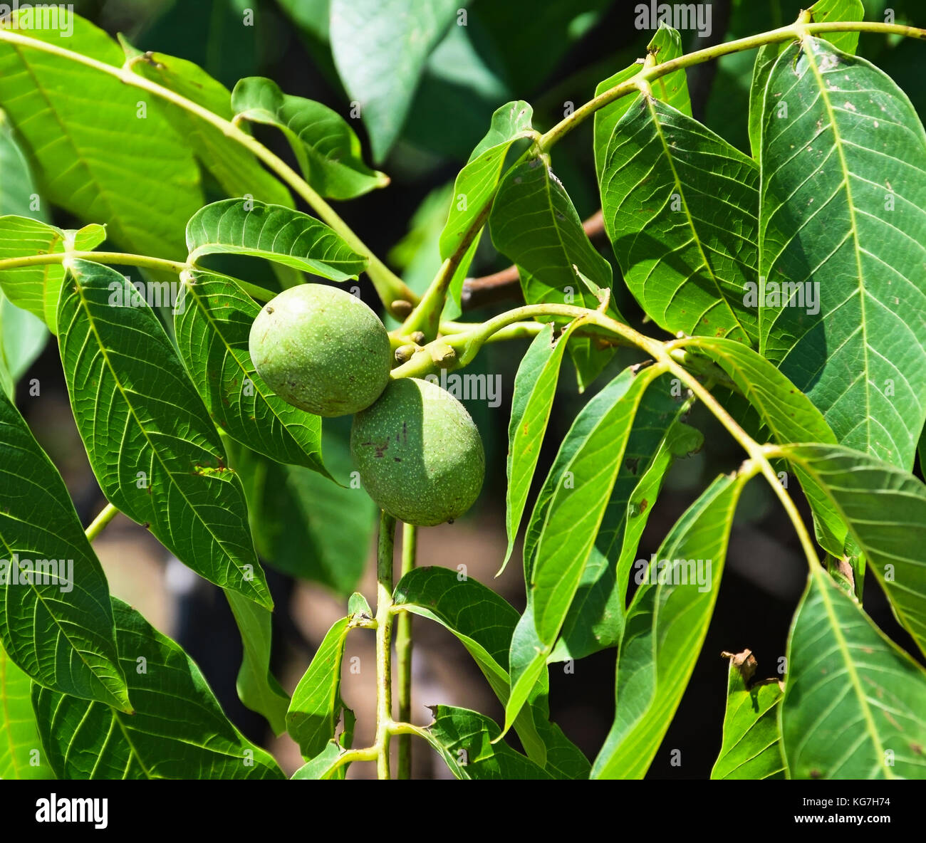 Walnut tree in summer Stock Photo - Alamy