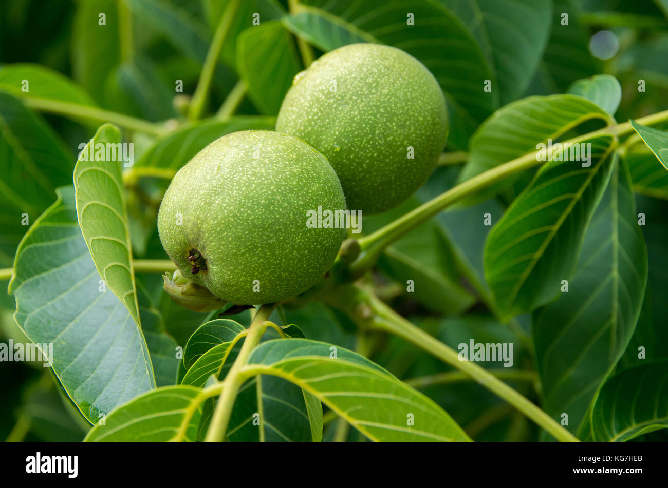Nut fruit of the walnut tree hi-res stock photography and images - Alamy