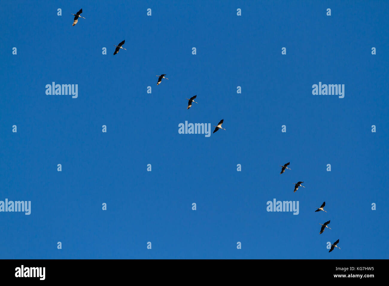 Flug der Graugans in Formation Stock Photo - Alamy