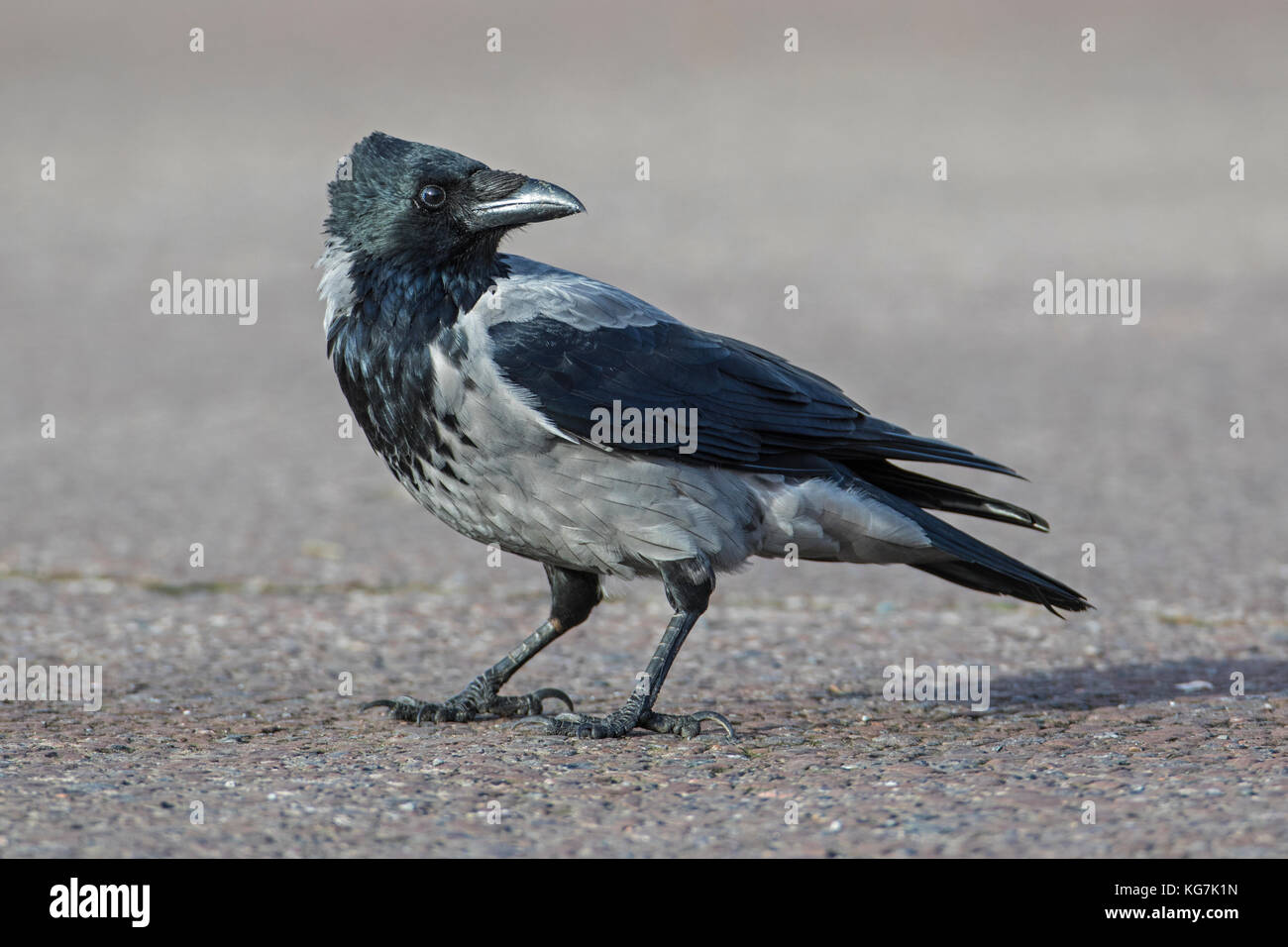 Hooded crow scotland hi-res stock photography and images - Alamy
